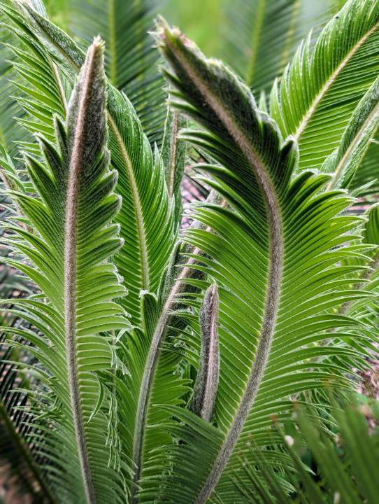 Cycad Fronds | Shutterbug